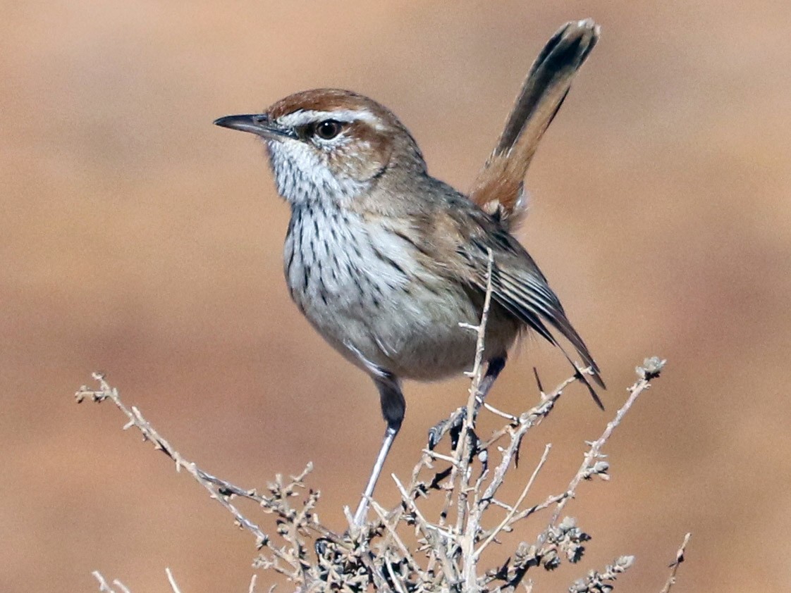 Rufous Fieldwren - eBird