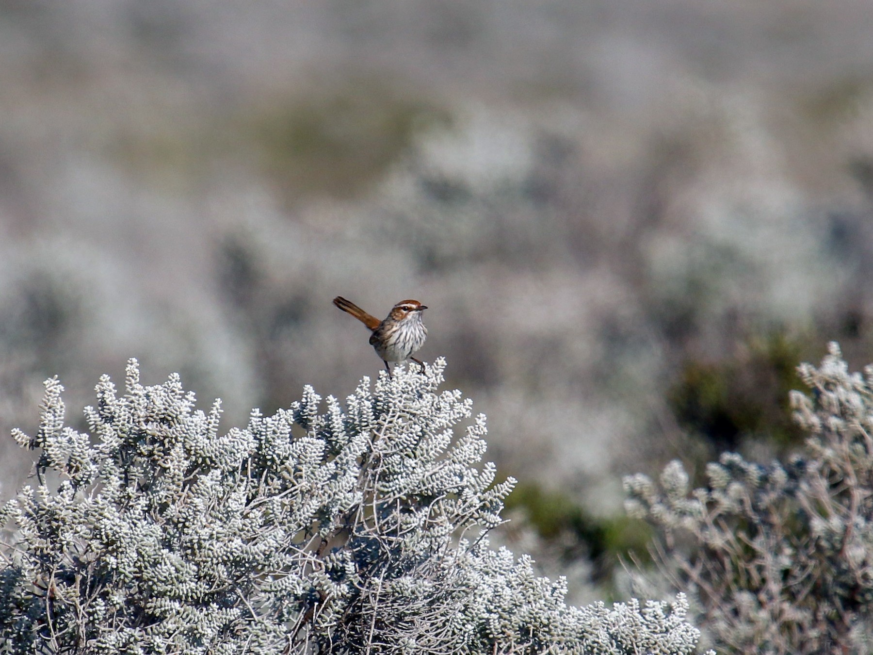 Rufous Fieldwren - eBird