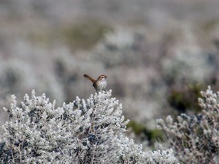 Rufous Fieldwren - eBird