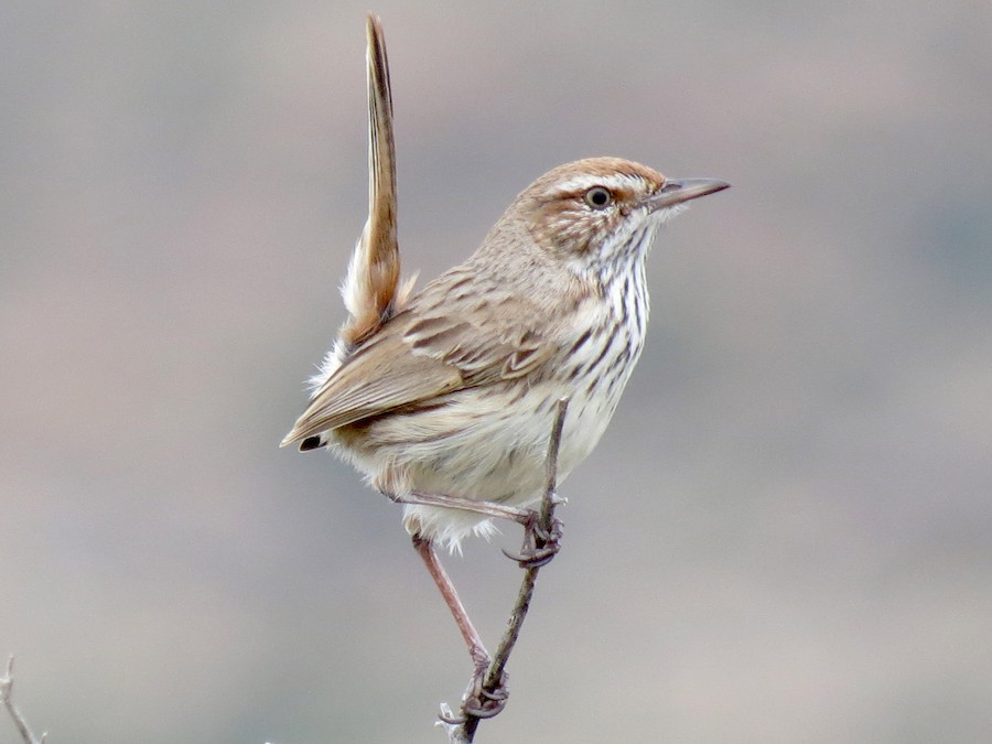 Rufous Fieldwren - eBird