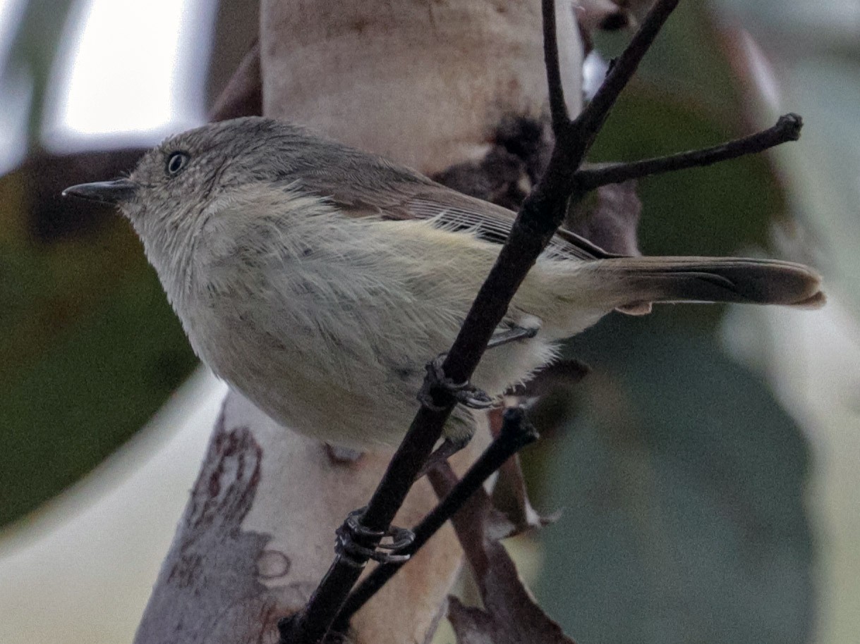 Acantiza sencilla - eBird