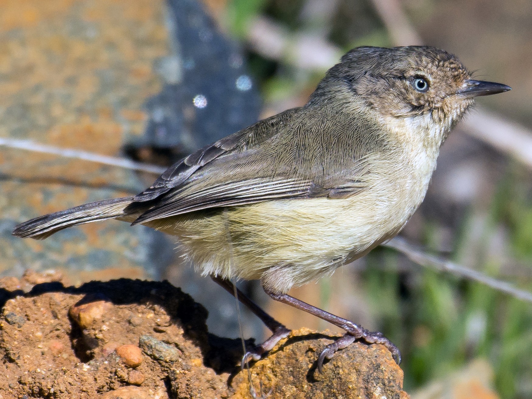 Western Thornbill - eBird