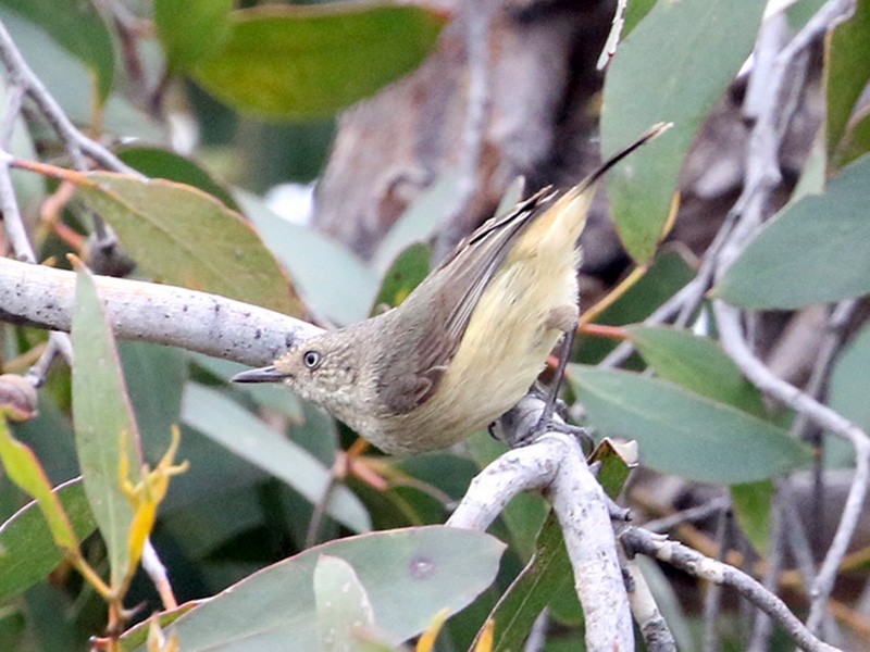 Slender-billed thornbill - eBird