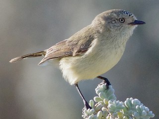 Slender-billed Thornbill - eBird