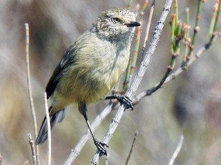 Slender-billed Thornbill - eBird