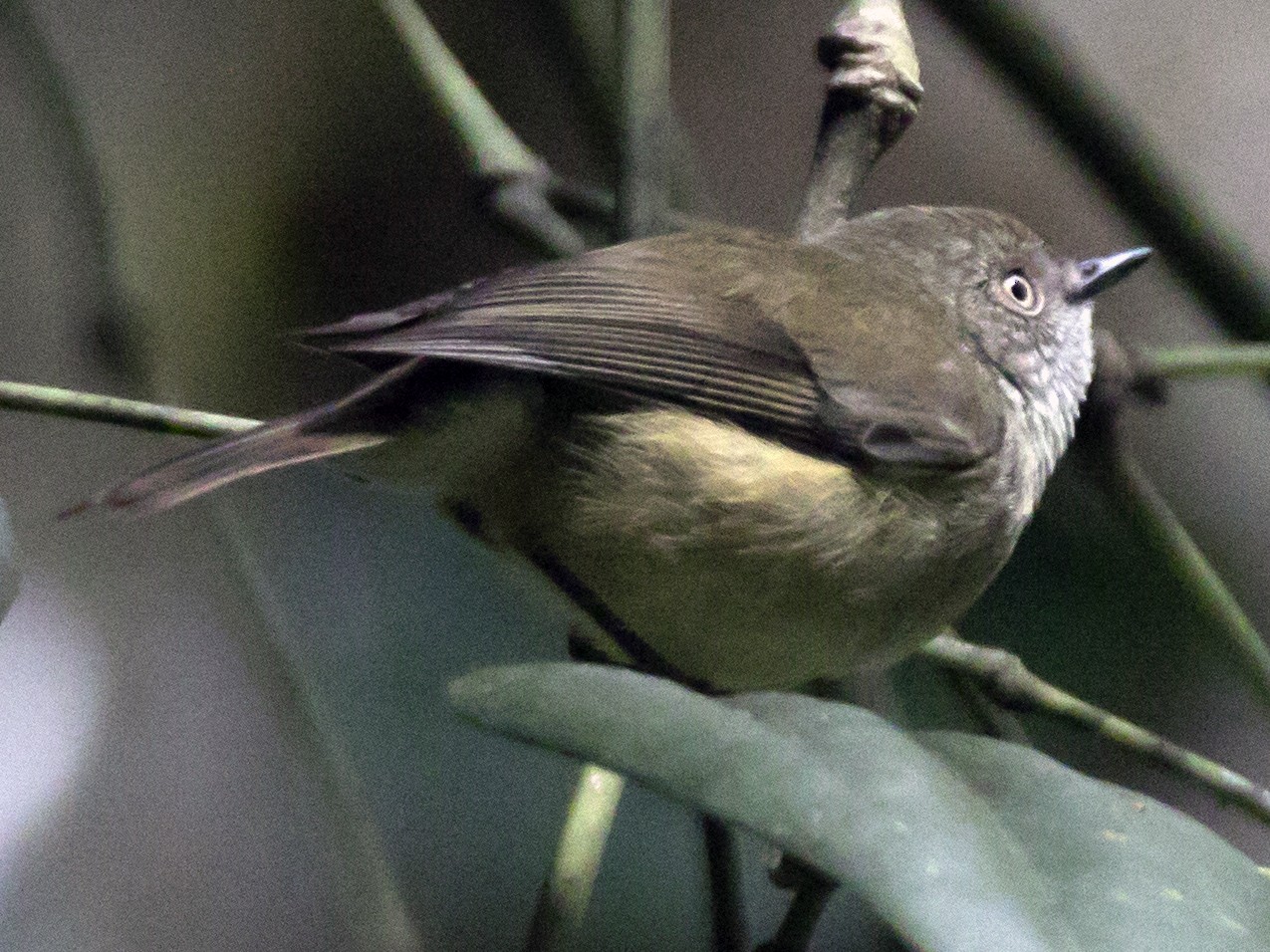 Acantiza Montana - eBird