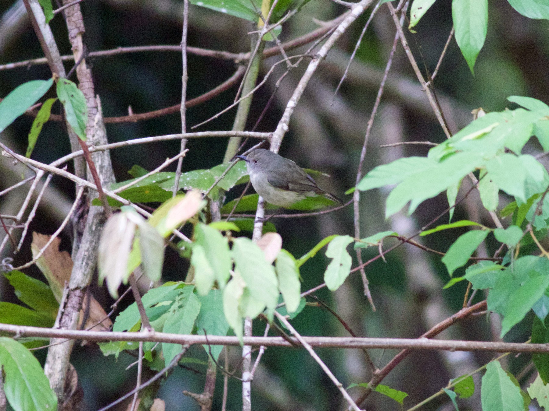 Acantiza Montana - eBird