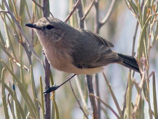 Slaty-backed Thornbill - eBird
