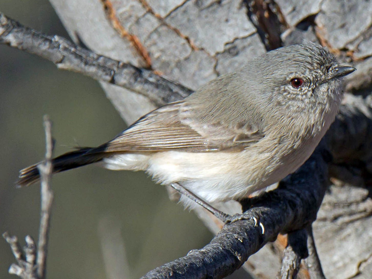 Slaty-backed Thornbill - eBird
