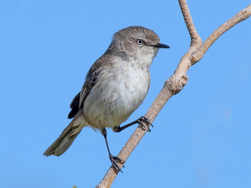 Dusky Gerygone - eBird
