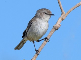 Dusky Gerygone - eBird