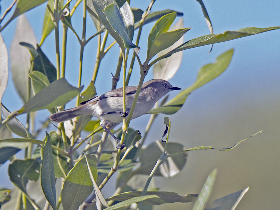 Dusky Gerygone - eBird