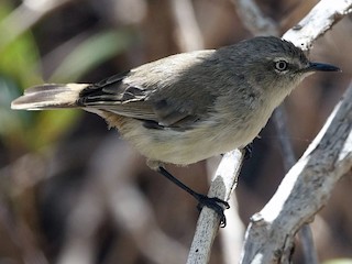 Dusky Gerygone - eBird