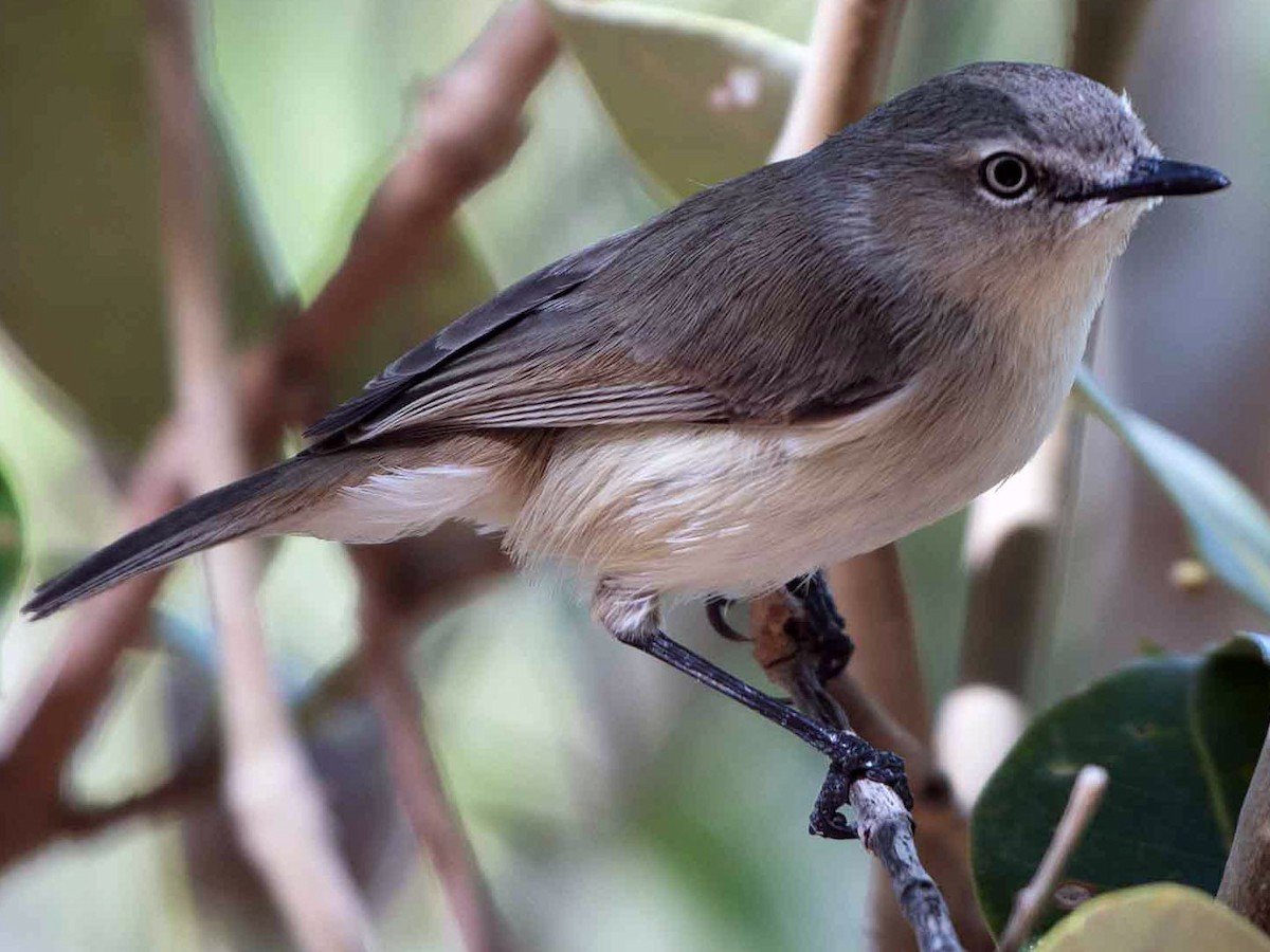 Dusky Gerygone - Gerygone tenebrosa - Birds of the World