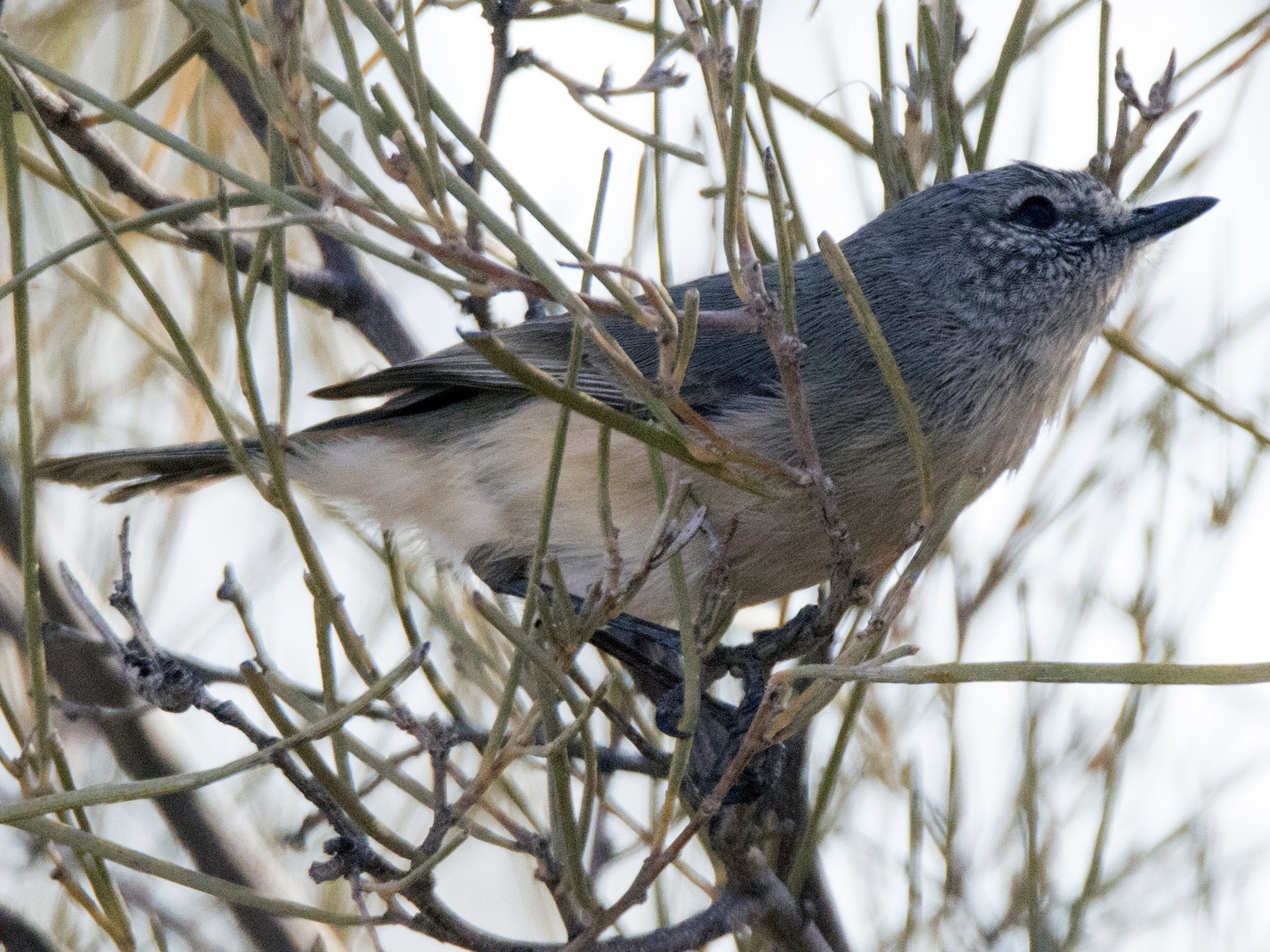 Slaty-backed Thornbill - eBird