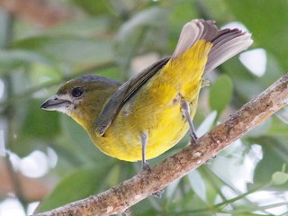 Golden-bellied Euphonia - eBird