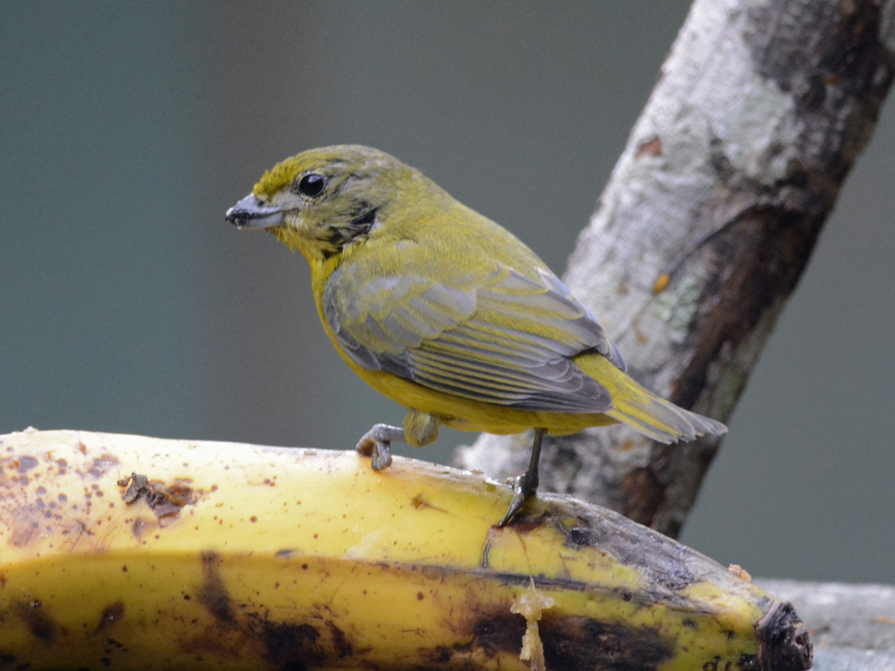 Golden-bellied Euphonia - eBird