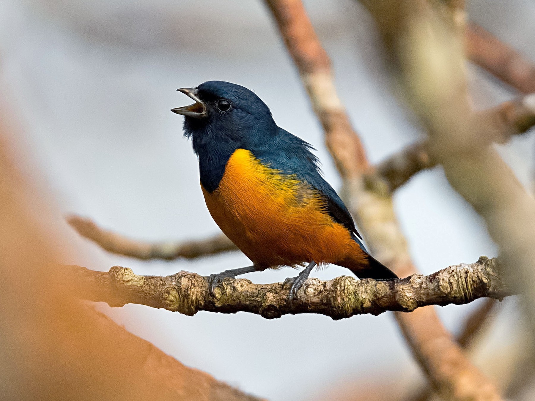 Rufous-bellied Euphonia - eBird