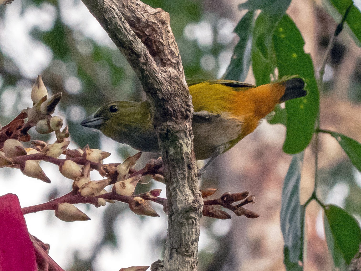 Rufous-bellied Euphonia - eBird