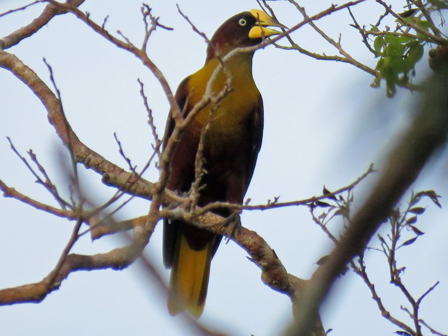 Casqued Cacique - eBird