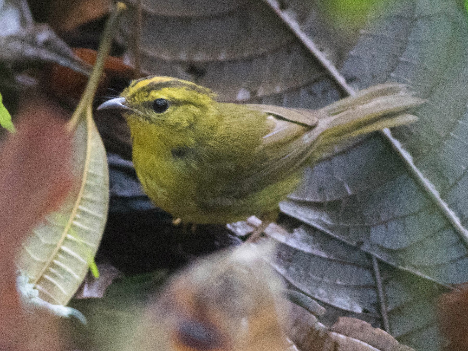 Choco Warbler - eBird