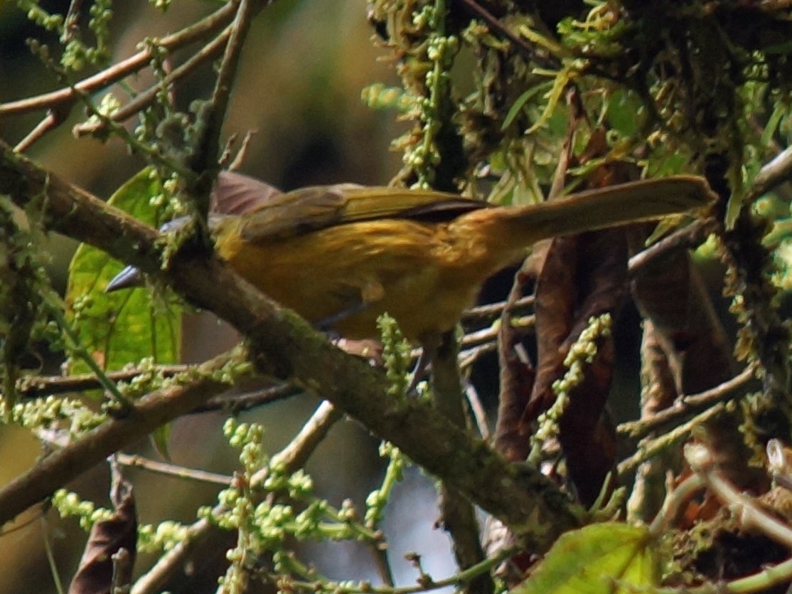 Yellow-crested Tanager - eBird