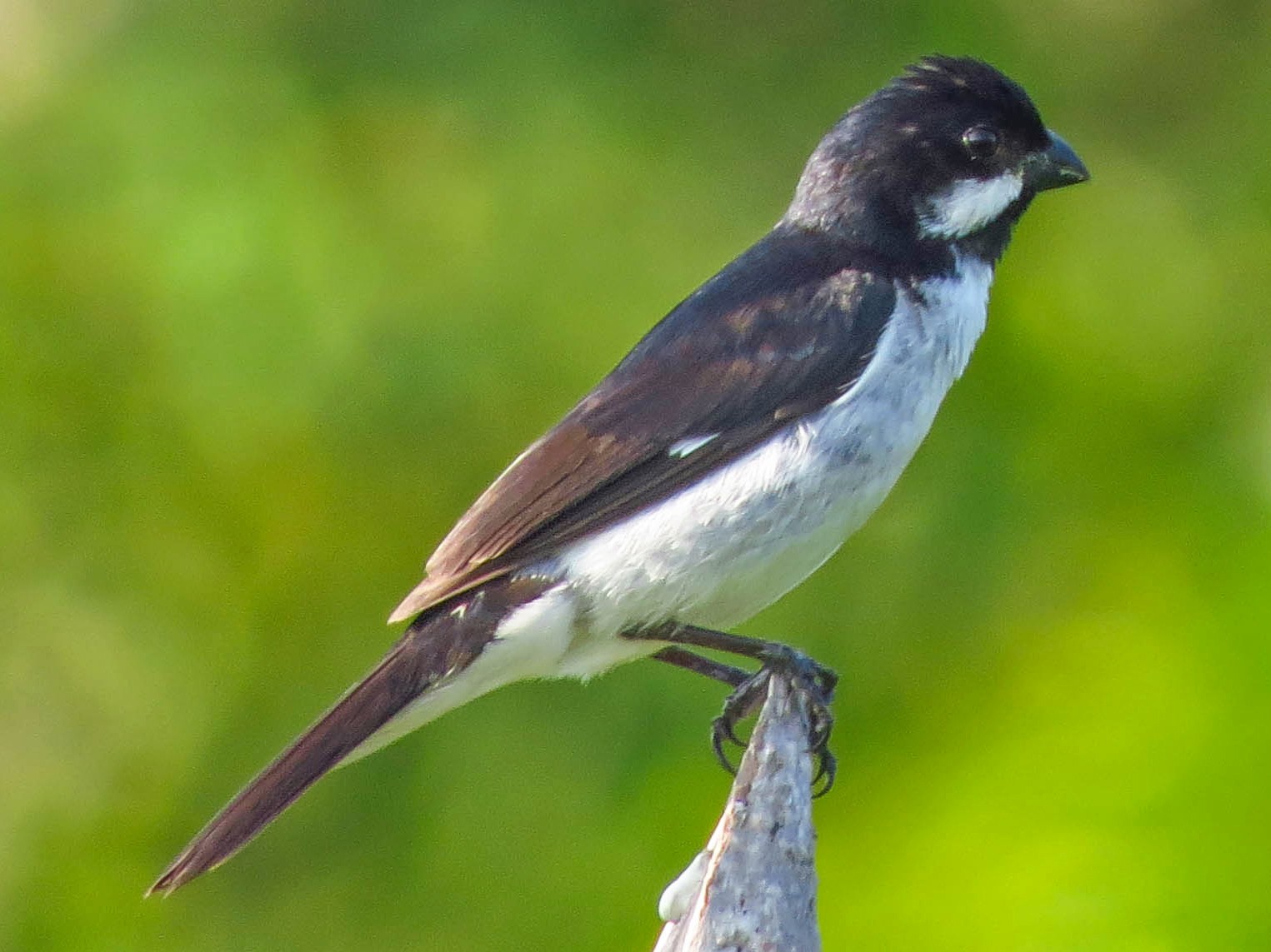 Lesson's Seedeater - eBird