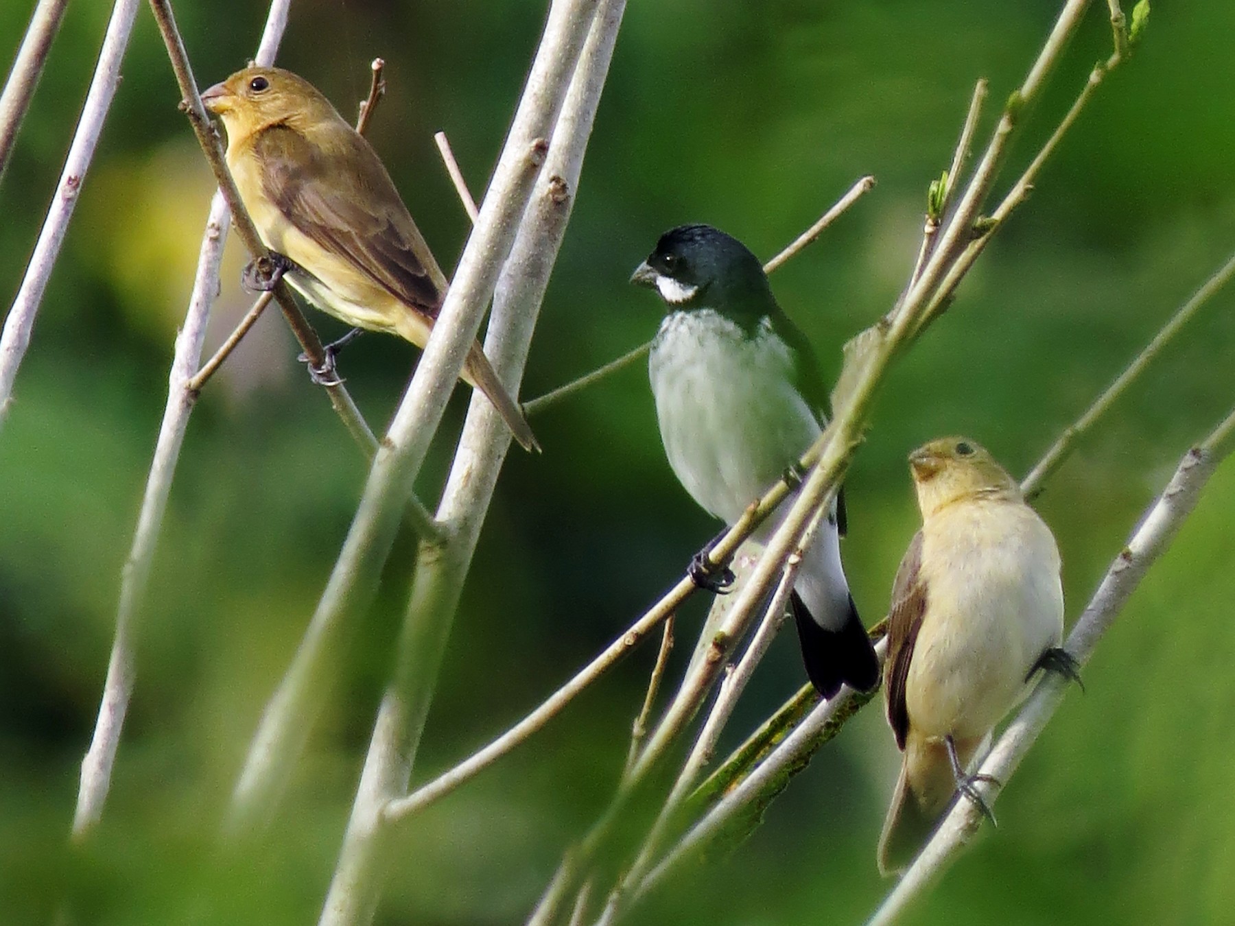 Lesson's Seedeater - eBird