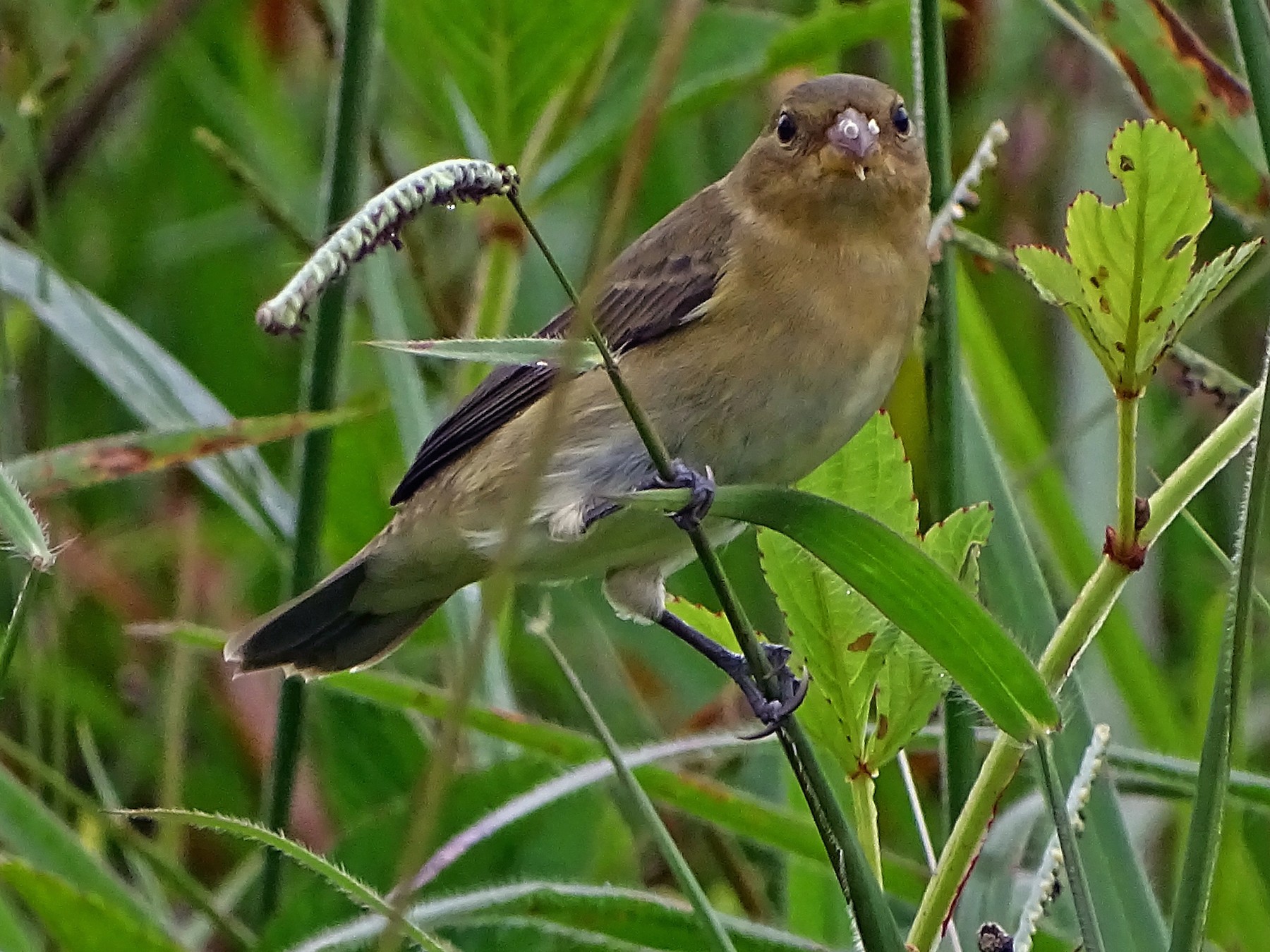 Lesson's Seedeater - eBird