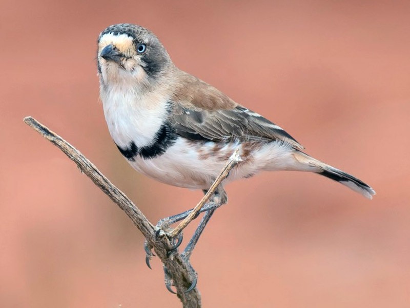 Banded Whiteface - eBird