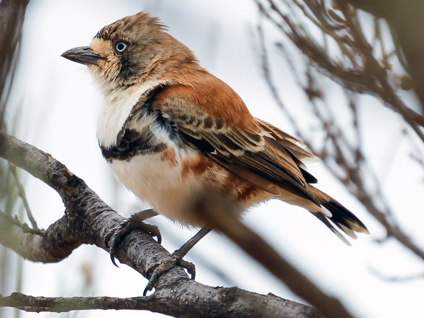 Banded Whiteface - eBird
