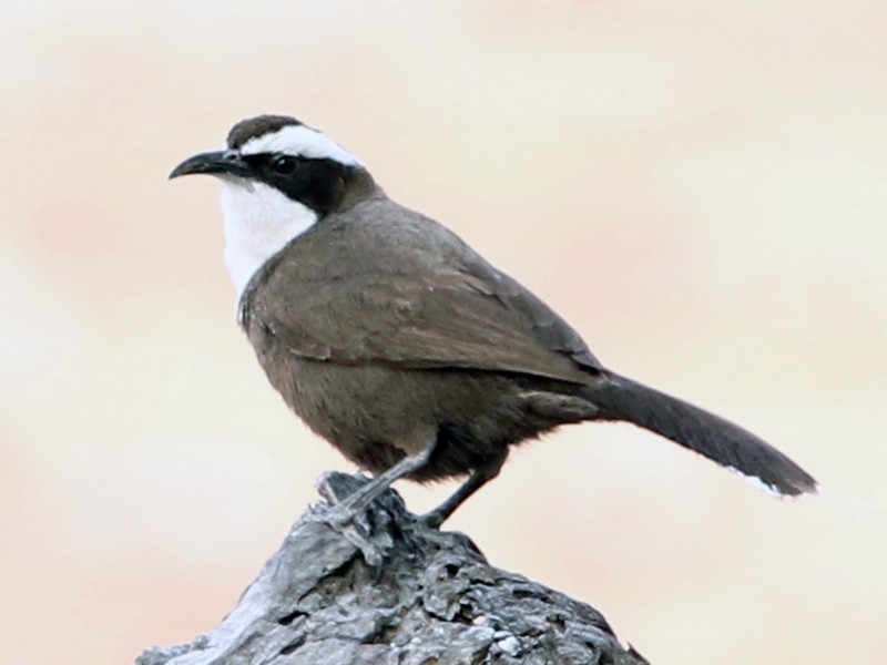 Hall's Babbler - eBird