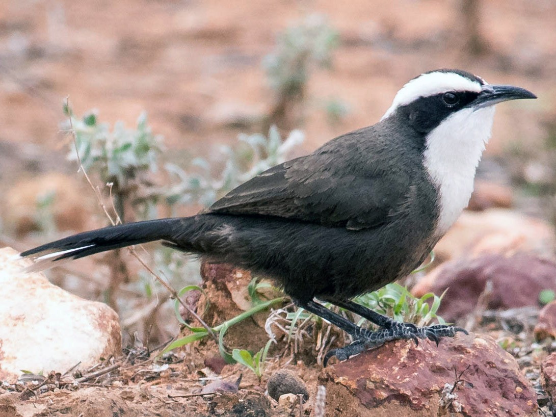 Hall's Babbler - Pomatostomus halli - Birds of the World