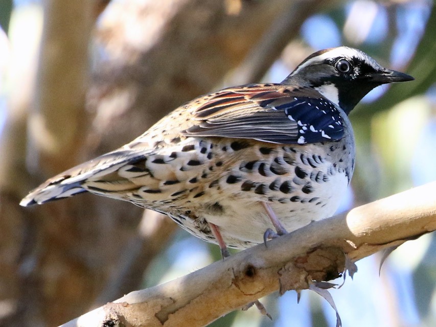 Spotted Quail-thrush - eBird
