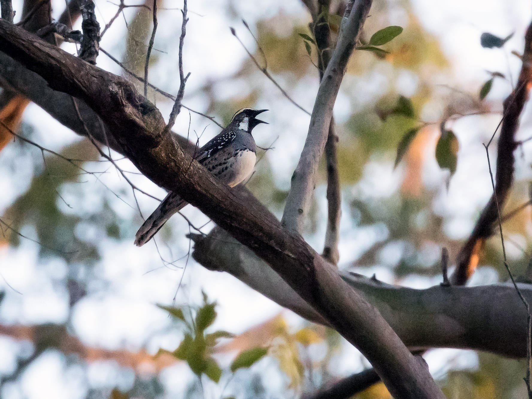 Spotted Quail-thrush - eBird