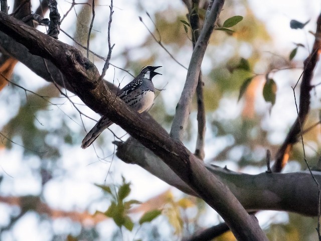 Photos - Spotted Quail-thrush - Cinclosoma punctatum - Birds of the World