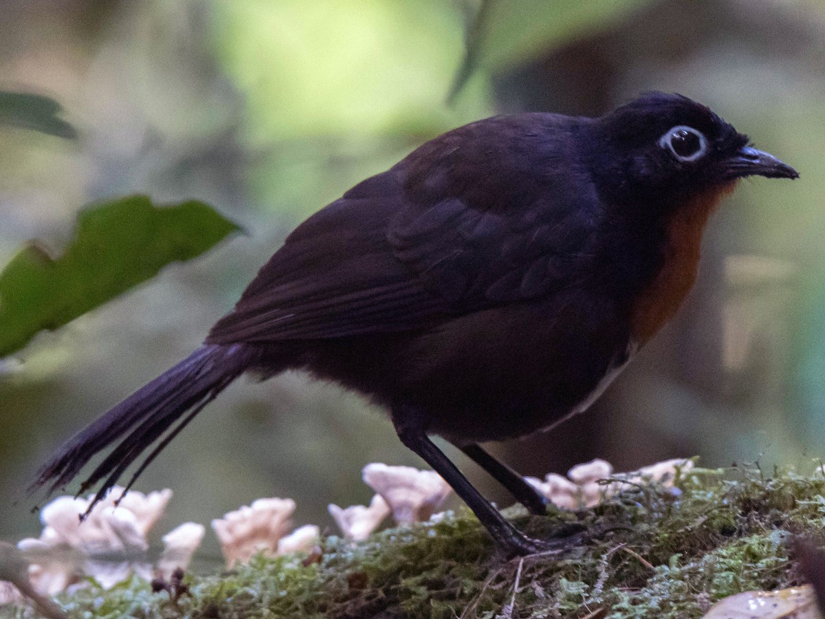 Chowchilla - Orthonyx spaldingii - Birds of the World