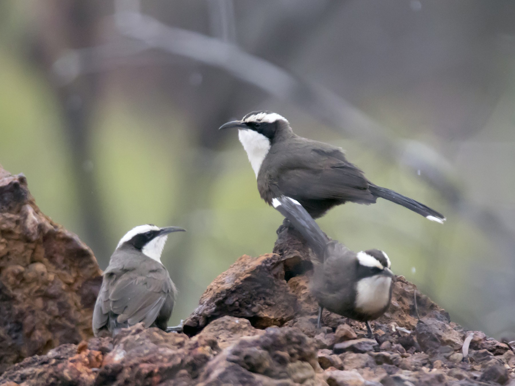 Hall's Babbler - eBird