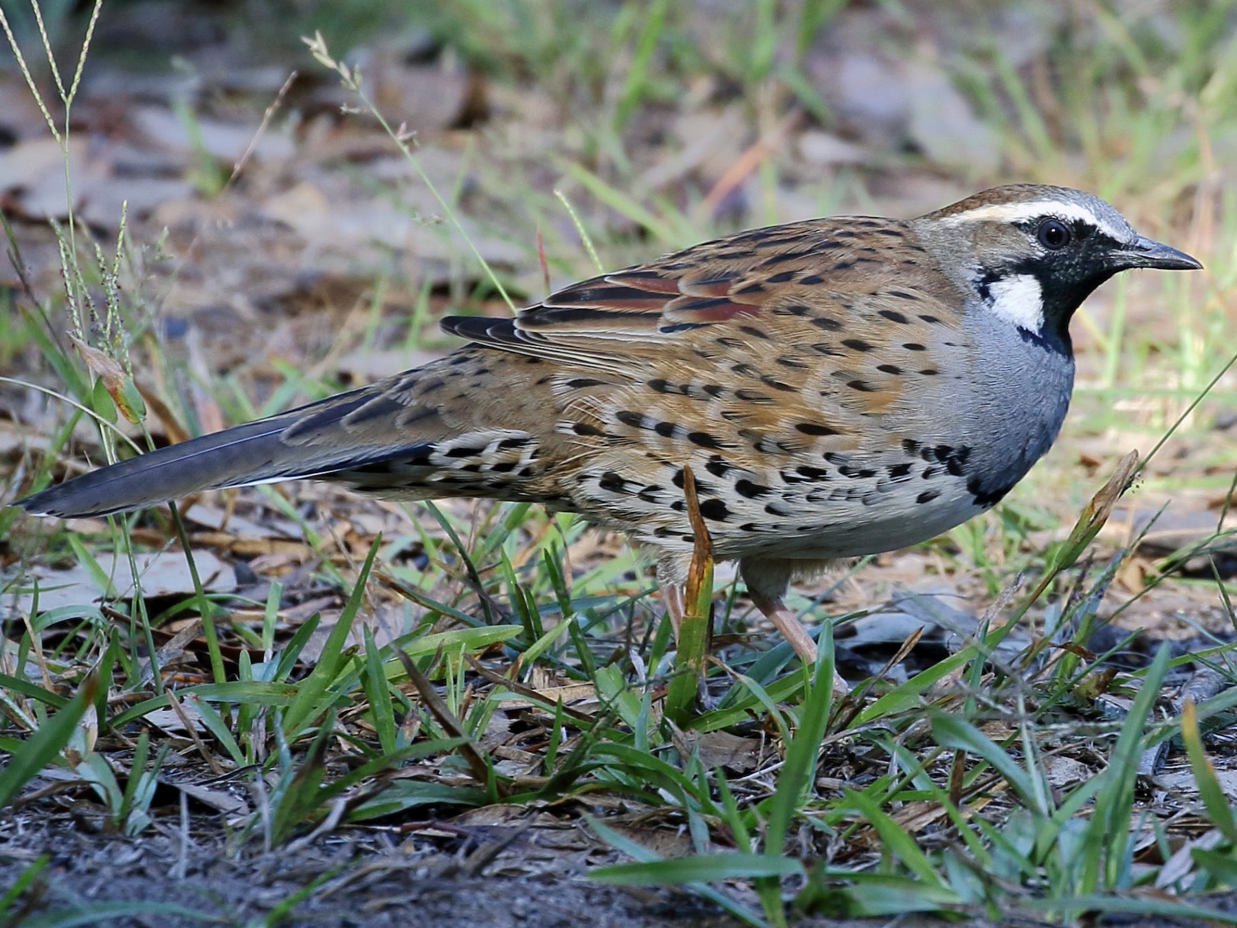 Spotted Quail-thrush - eBird