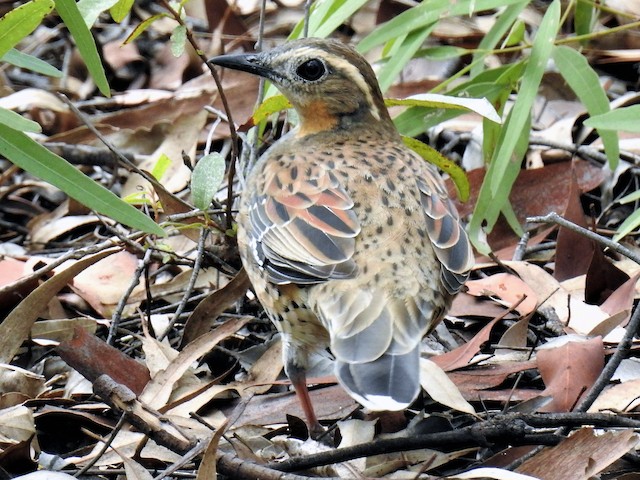 Photos - Spotted Quail-thrush - Cinclosoma punctatum - Birds of the World