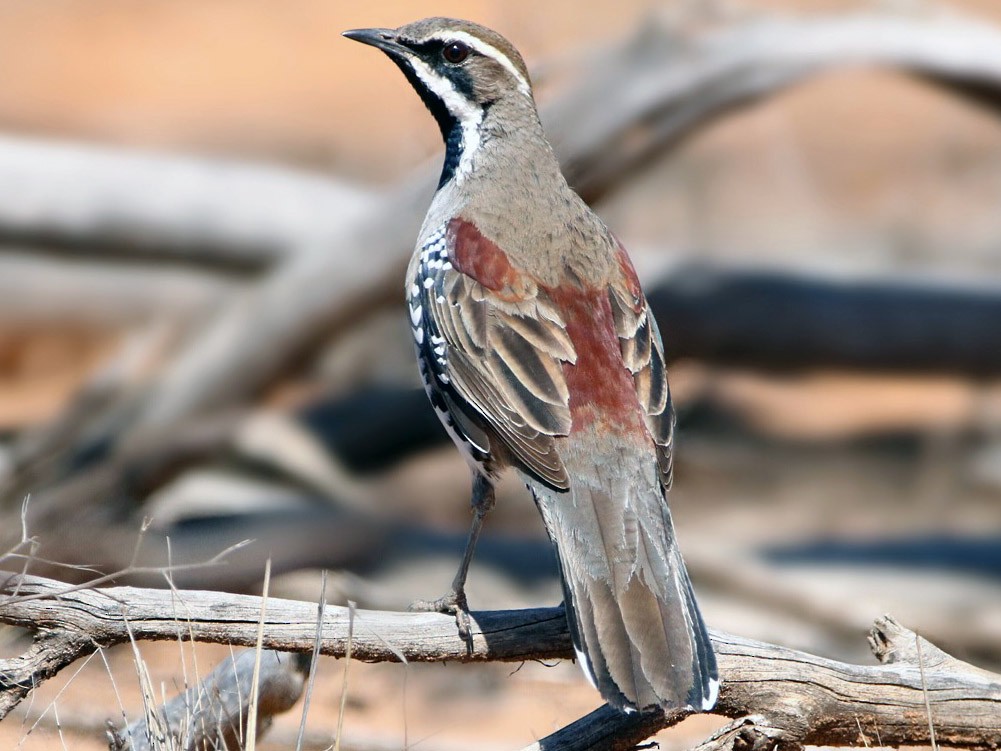 Chestnut Quail-thrush - eBird