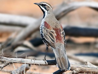Chestnut Quail-thrush - eBird