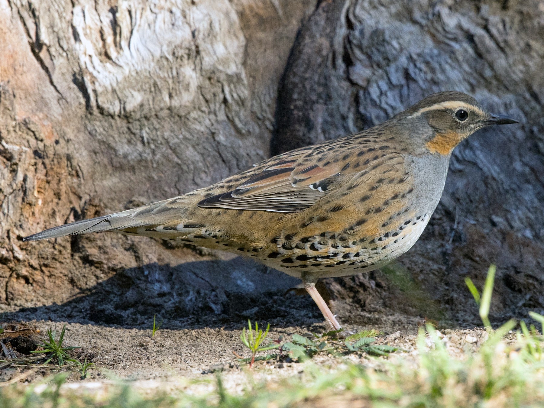 Spotted Quail-thrush - eBird