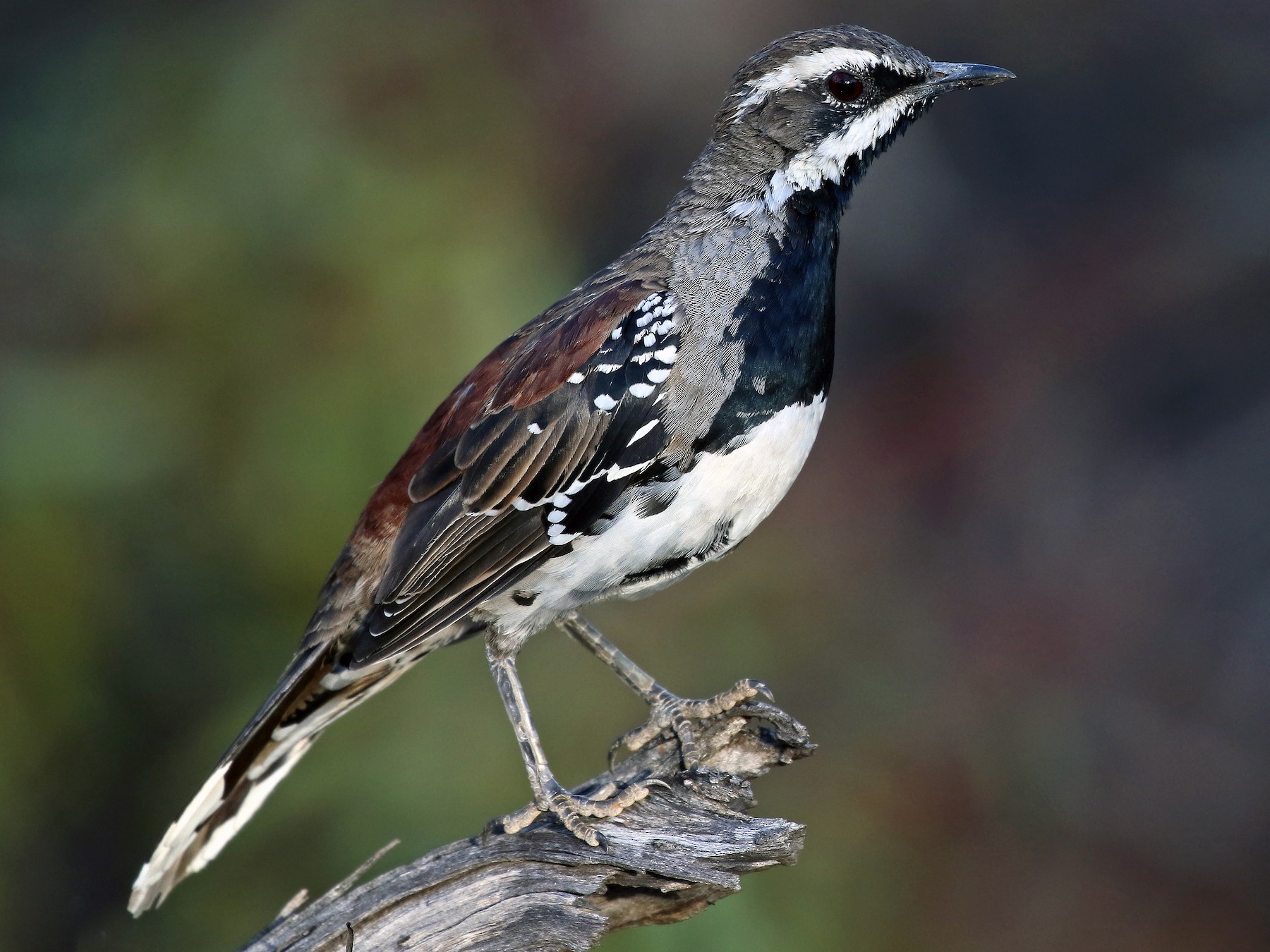 Chestnut Quail-thrush - eBird