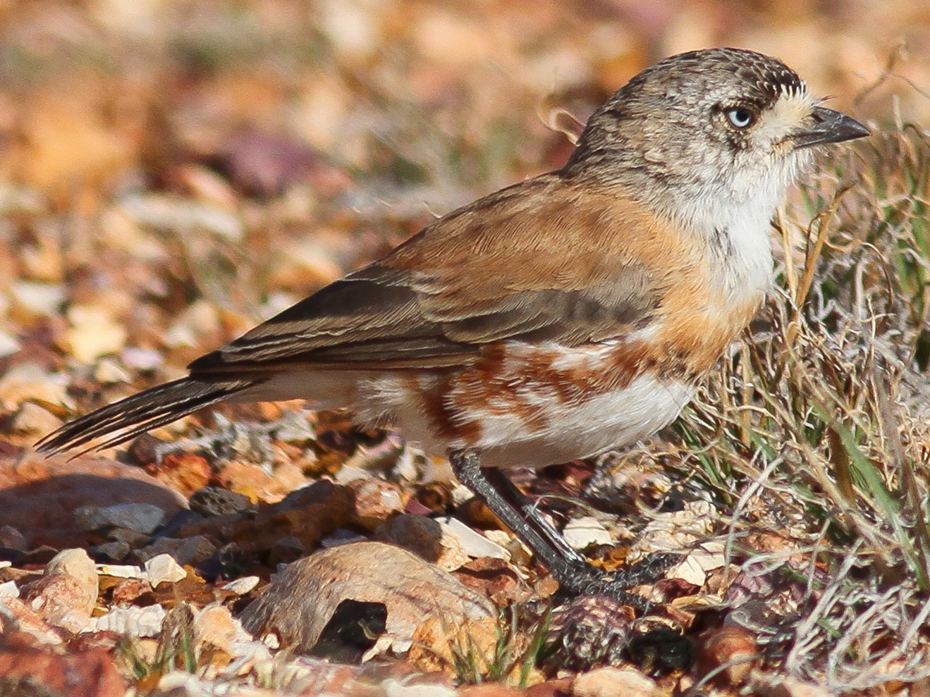 Chestnut-breasted Whiteface - eBird