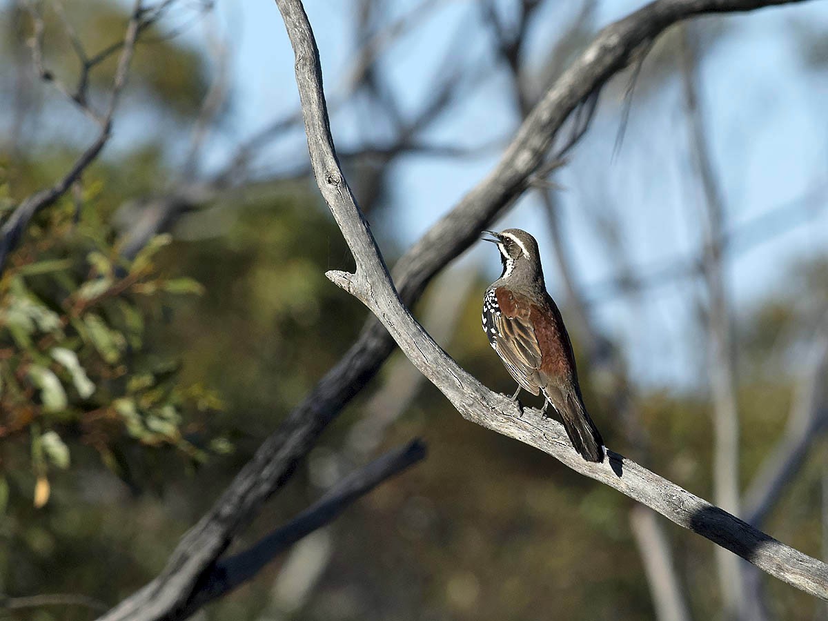 Copperback Quail-thrush - eBird