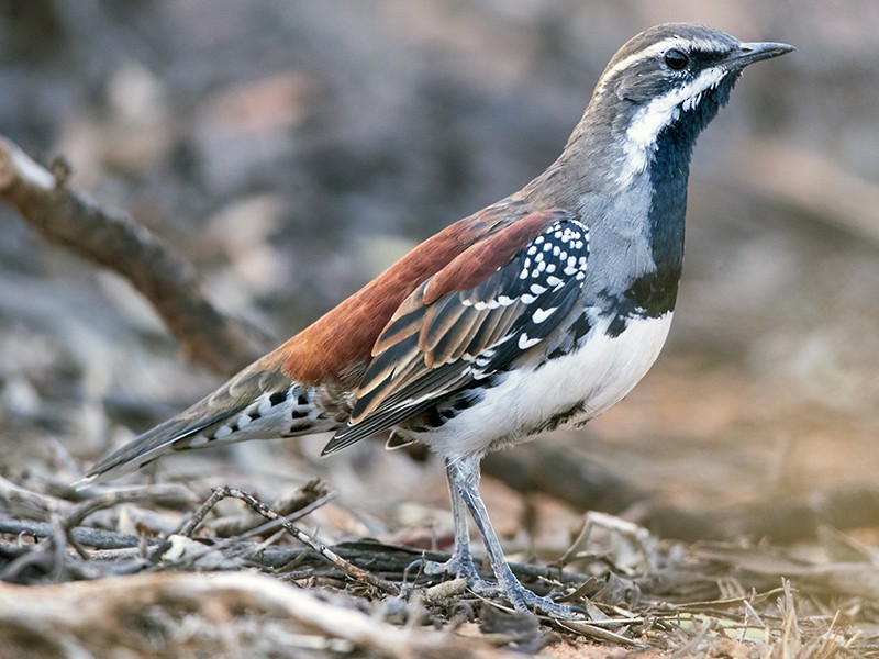 Copperback Quail-thrush - eBird