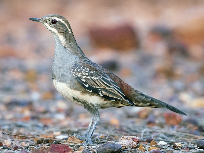 Copperback Quail-thrush - eBird