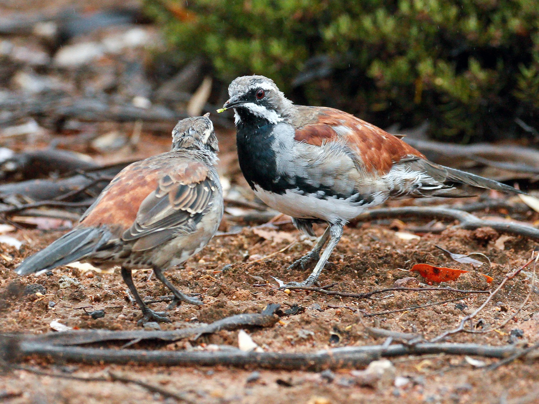 Copperback Quail-thrush - eBird