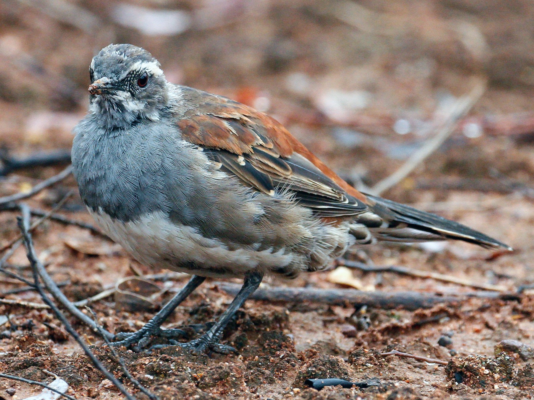 Copperback Quail-thrush - eBird